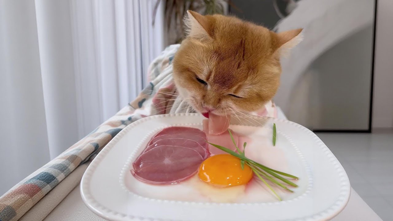 cat eat meatslices 🥩🥚🍳|cat eating sliced meat 🐓| ASMR cat mukbang #cat ...