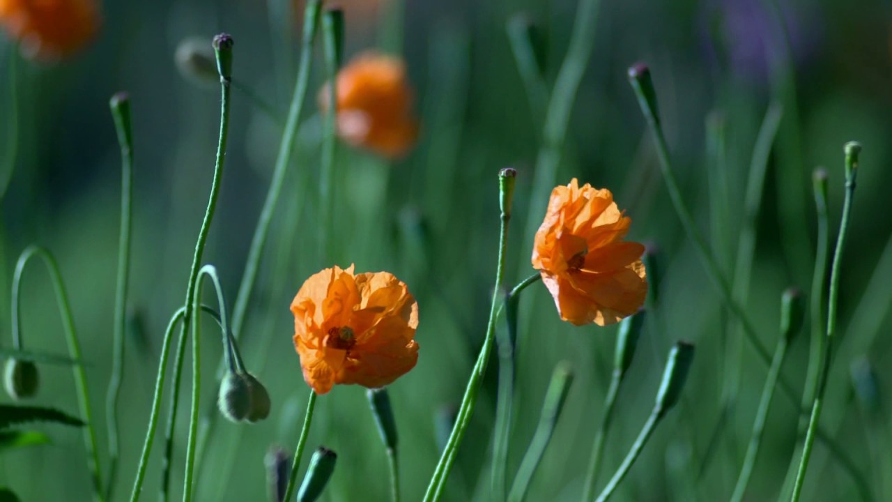 Beautiful Flower and wind effect - YouTube