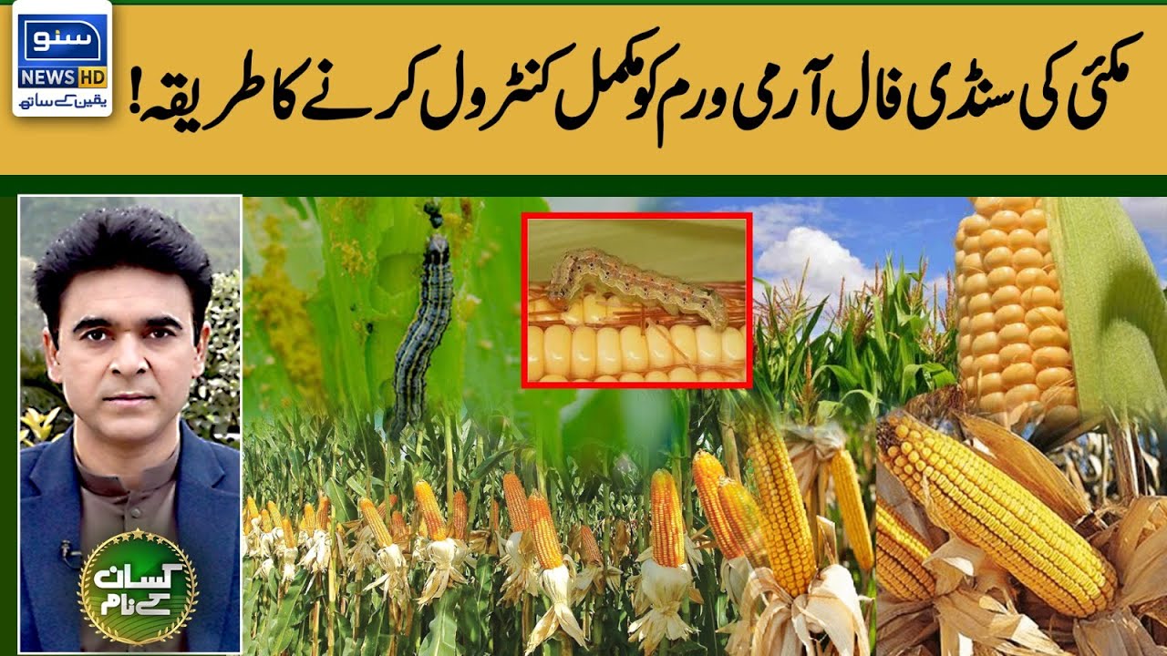 How to Control Fall Armyworm in Maize Crop ? | Kissan Kay Naam | 01 Apr ...