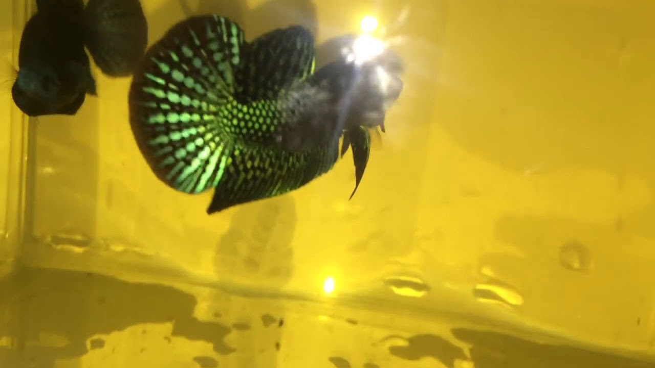 Wild Betta : Mahachai & Samarigdina Betta - YouTube