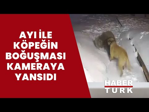 Uludağ'da ayı ile köpeğin boğuşması kamerada!