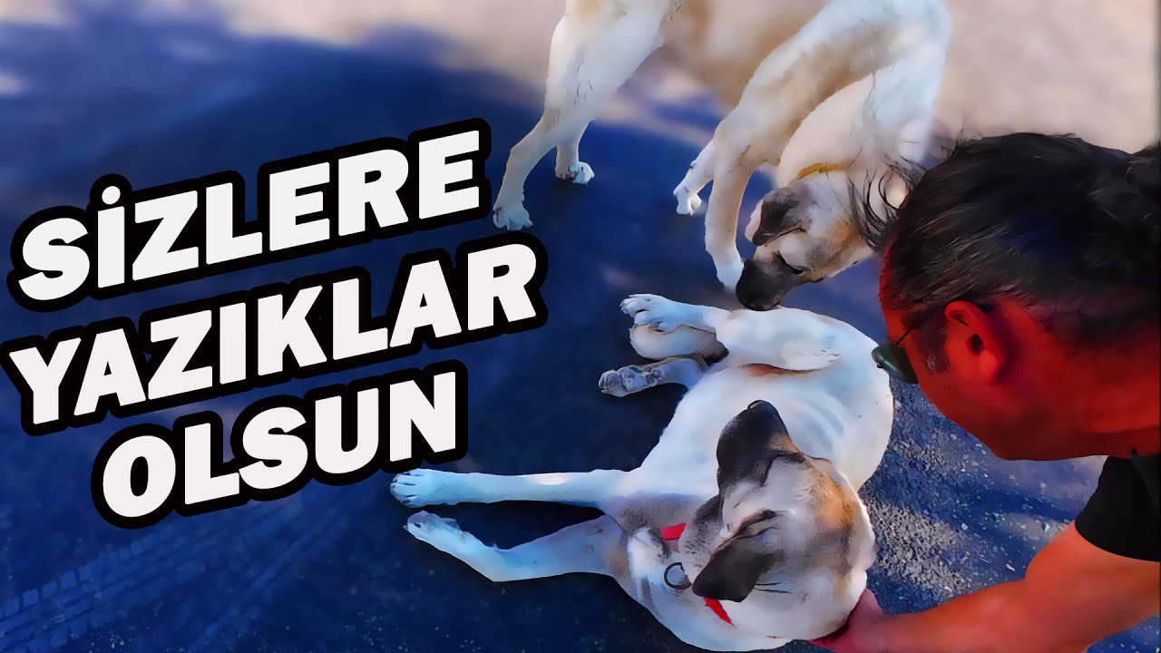 Araba KÖPEĞE çarptı ve kaçtı / MOTOSİKLET ile VETERİNER kliniği aradım ...