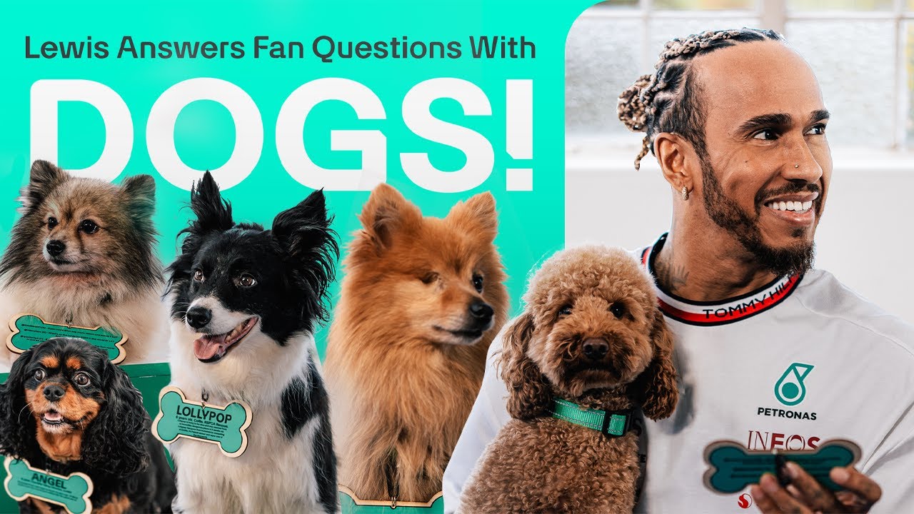 Cute Dogs Help Lewis Answer Fan Questions! - YouTube