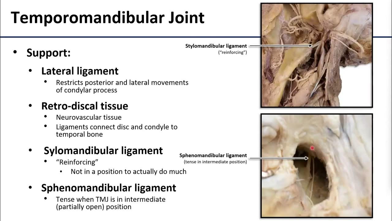 2 Temporomandibular Joint - YouTube