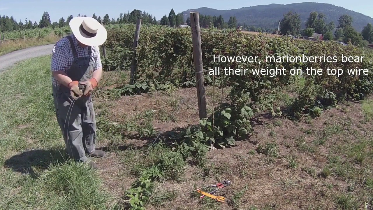 Reinforcing blackberry trellises (marionberries) - YouTube