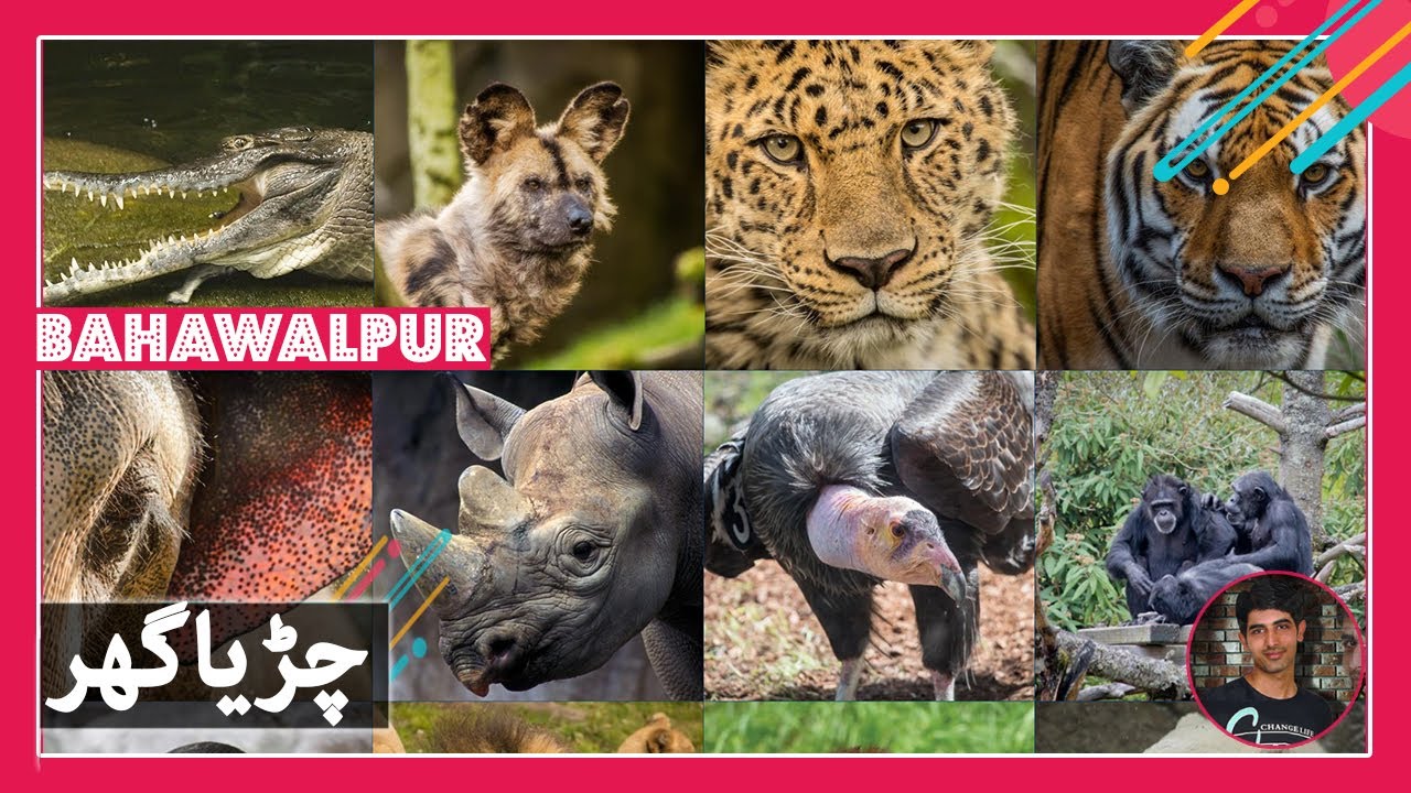 Zoo Animals For Kids | Every Single Animal at the Zoo | Desi Country ...