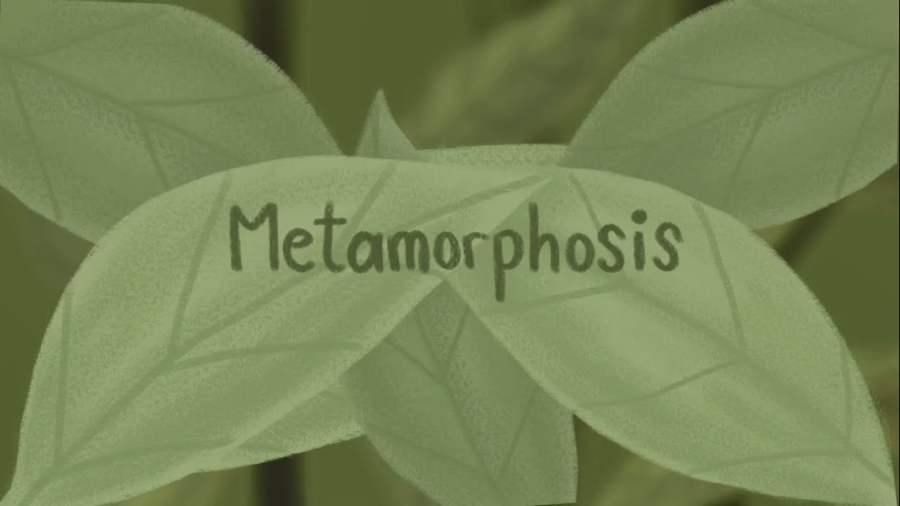 ANIMALIA : METAMORPHOSIS | Animation - YouTube