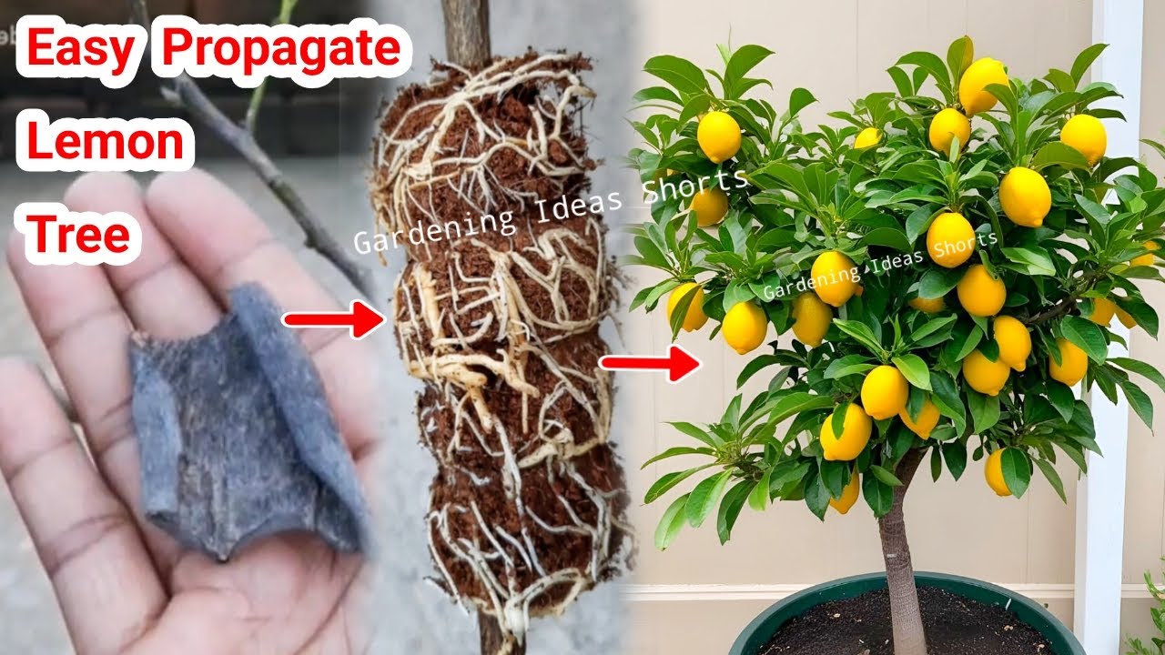 Propagate | Lemon Tree Propaganda Very Easy at Home | How To Grow Lemon ...