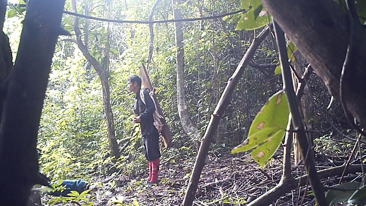 Camera trap footage of Siamese rosewood poachers (video provided by ...