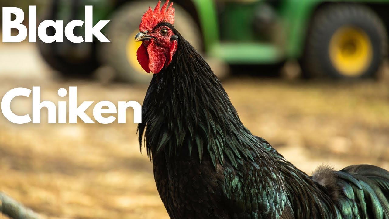 Black Magic Chickens? Meet Ayam Cemani and Their Fascinating Story! # ...