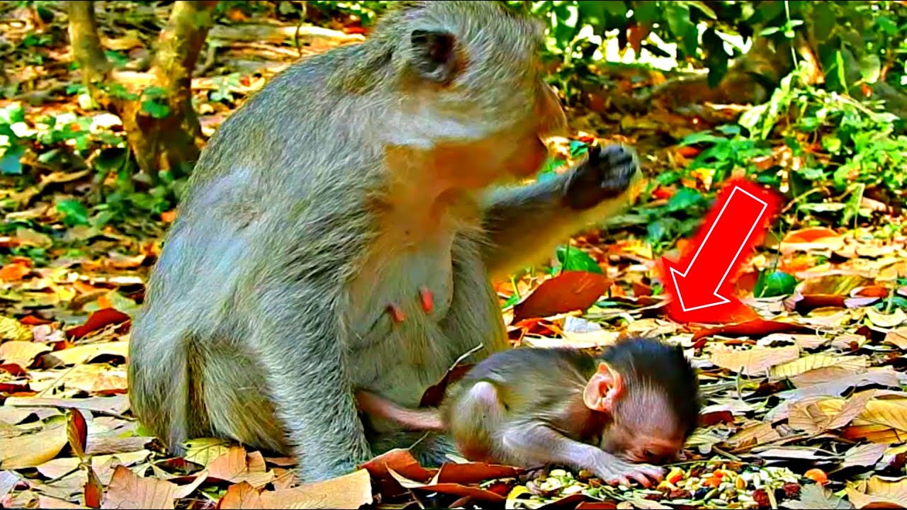 Attractive Moment! Too Cute Baby Monkey Struggling To Walk, Hilarious ...