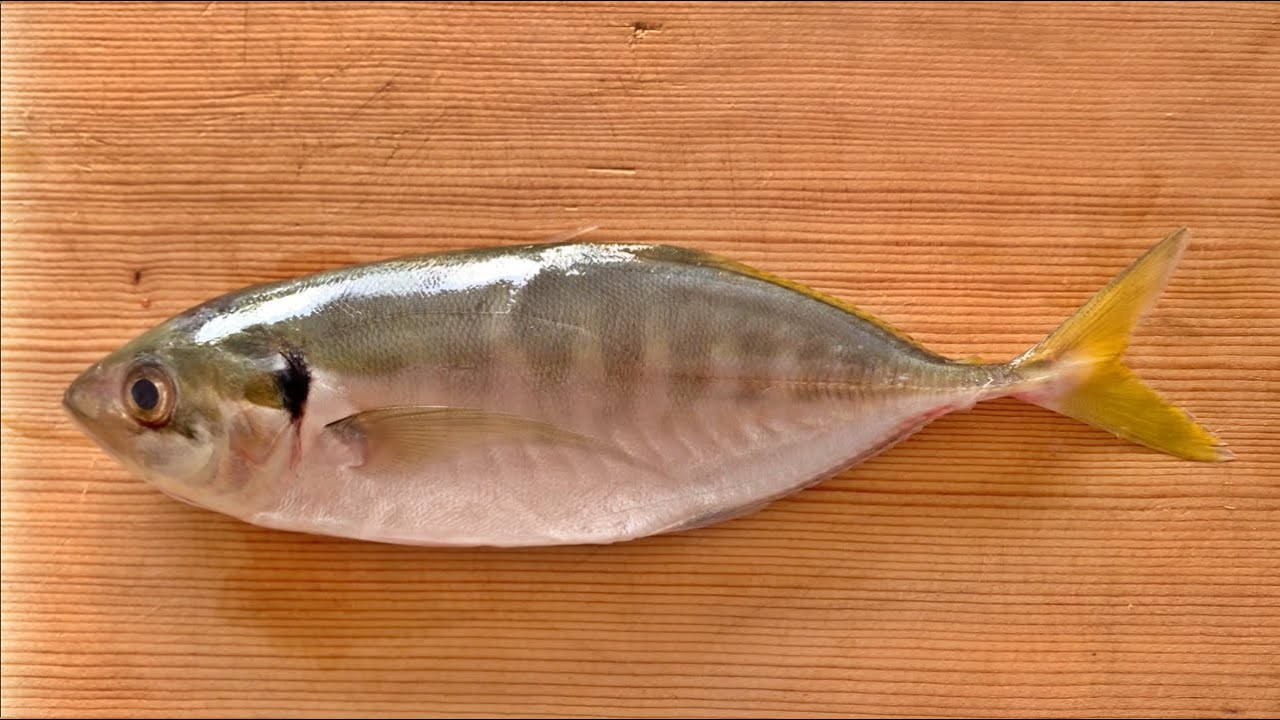 Yellowtail Scad | Fish Number 3 - YouTube