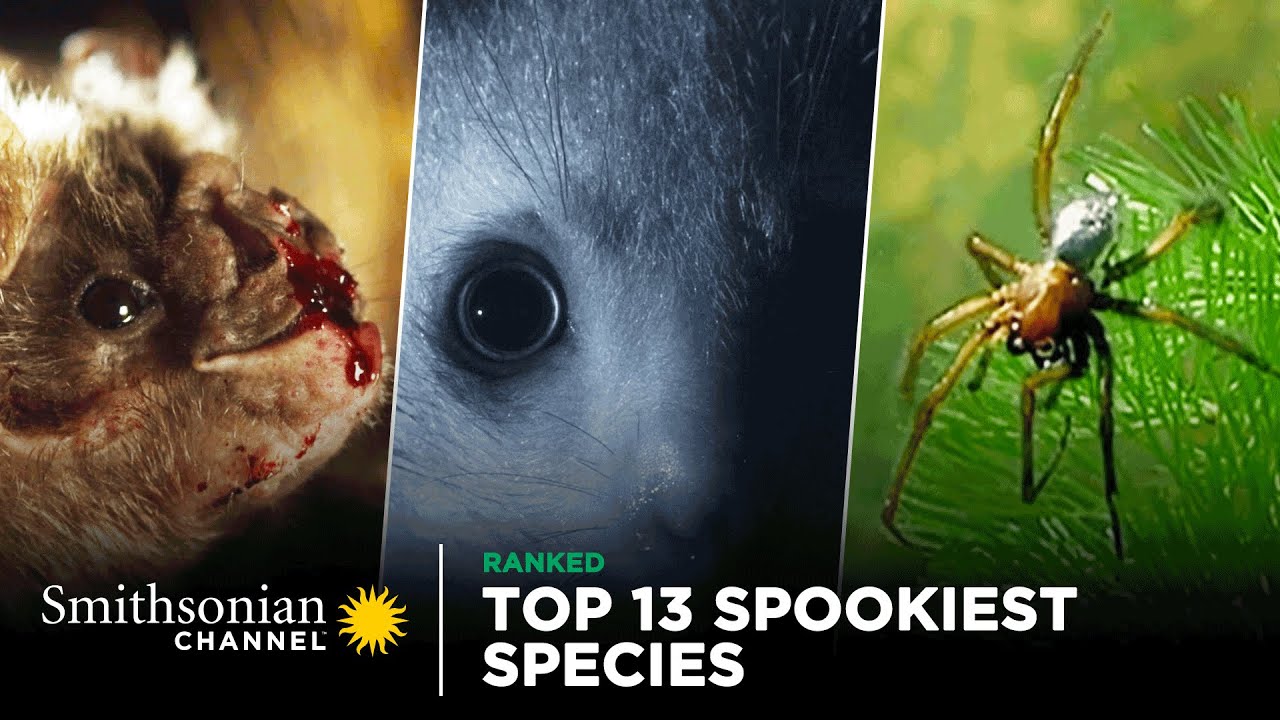 Top 13 Spookiest Species 🕷️ Smithsonian Channel - YouTube