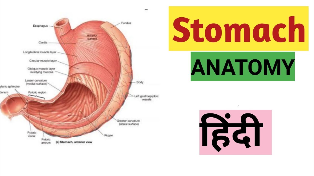 Anatomy of Stomach ।। Stomach Anatomy hindi ।। - YouTube