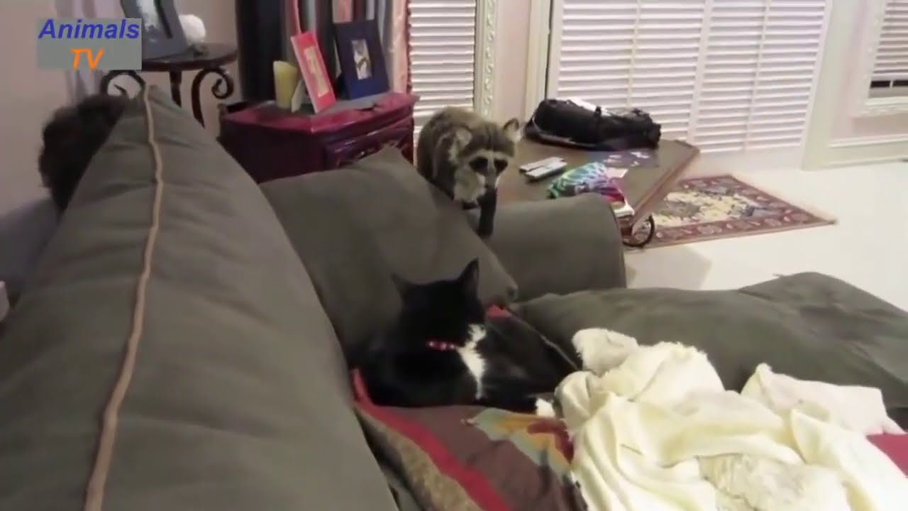 Animals tantrum compilations - YouTube