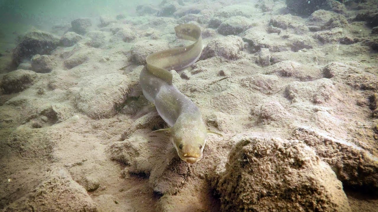 Potápění s úhořem - Žermanická přehrada - YouTube