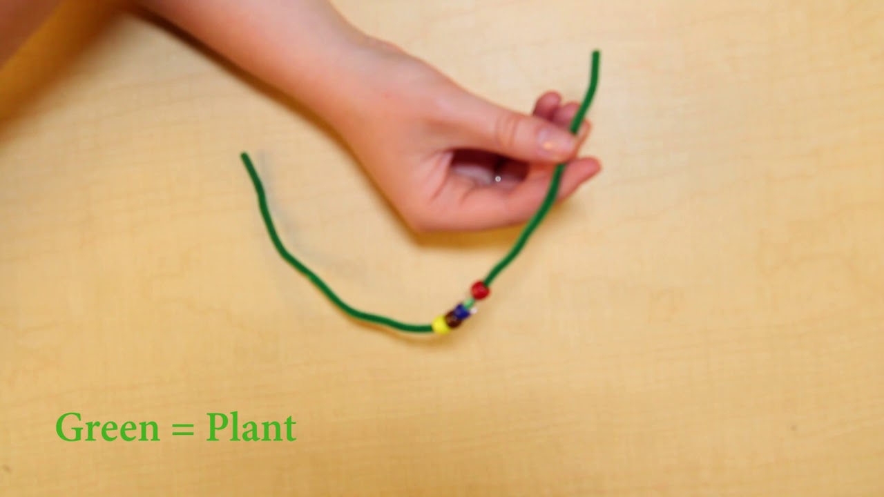Lesson to Grow: Growing Bracelet - YouTube