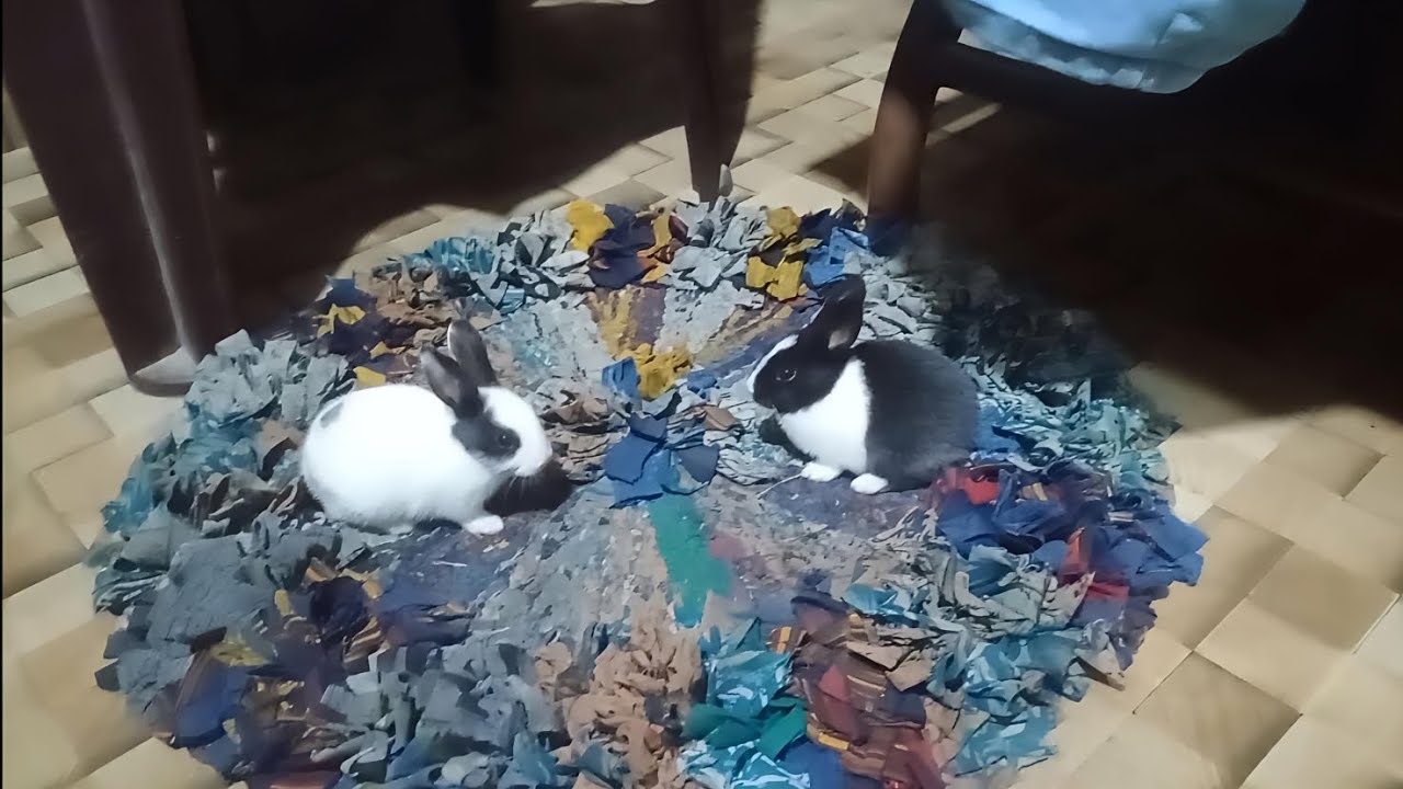 Paire Se Baby Rabbits Gifts Mily😍 #rabbit #rabbitbaby #animal - YouTube