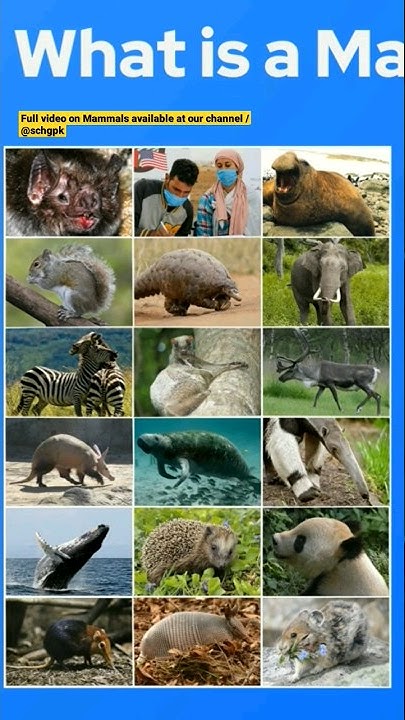 What is a mammal? #Mammals #animals - YouTube