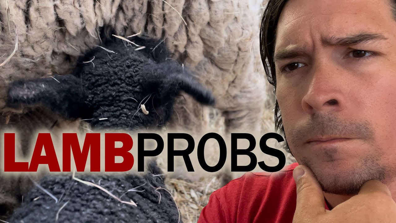 Help! I've Got Lamb Problems // Lamb Nursing Issues - YouTube