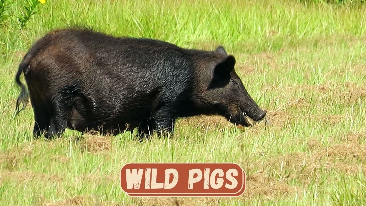 Florida Wild Pigs - YouTube