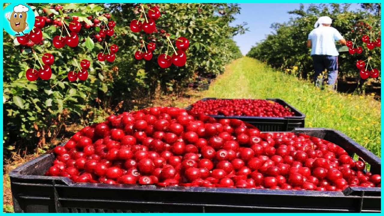 How American farmers harvest millions of tons of cherries - Cherry ...