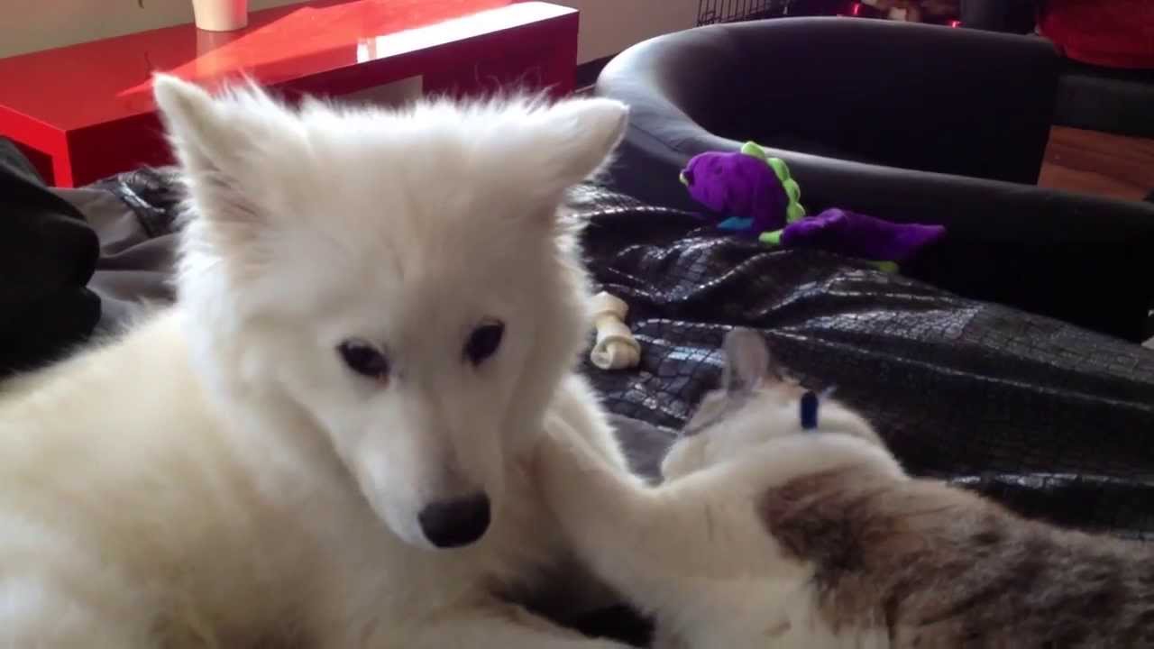 Samoyed Puppy and Cat cuddle and give kisses - YouTube