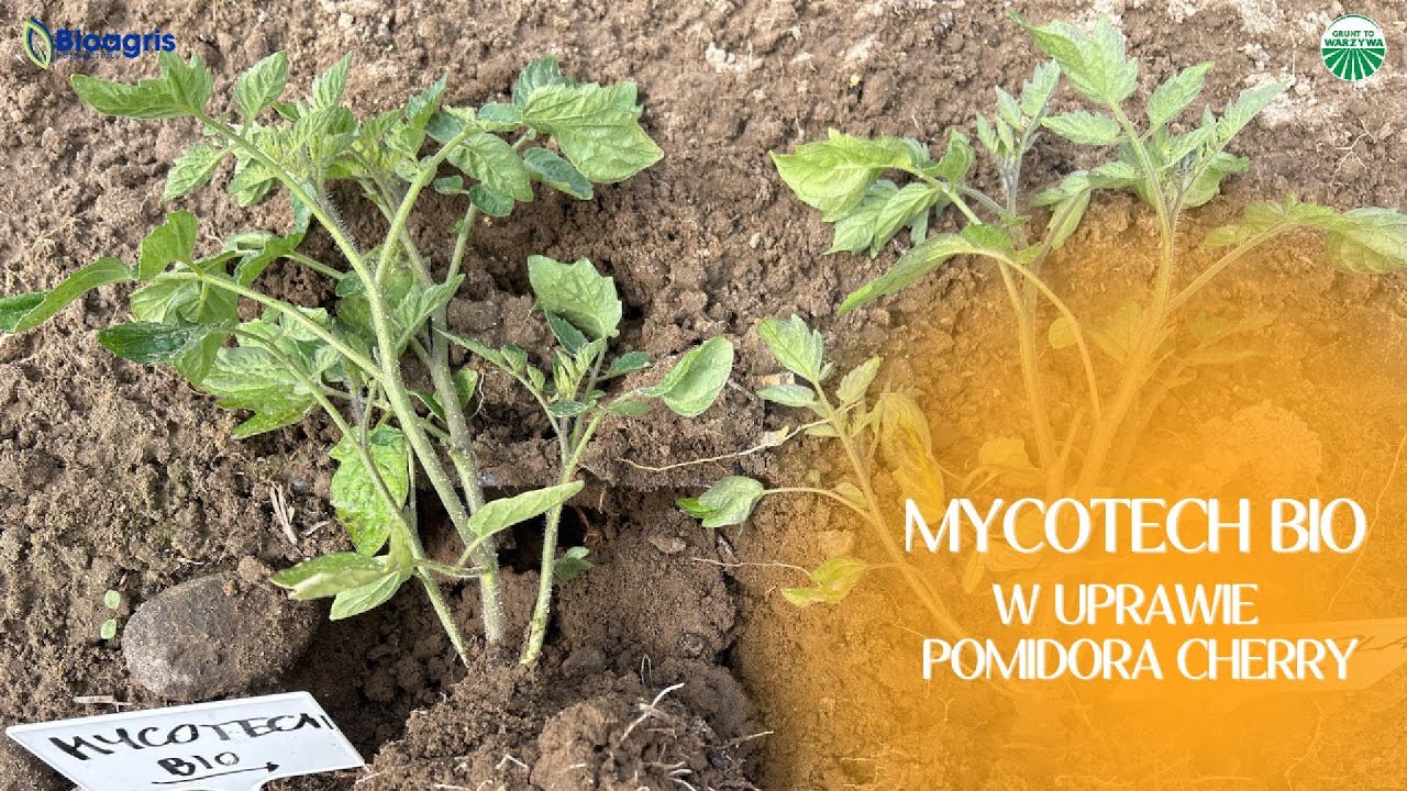 MYCOTECH BIO w uprawie pomidora cherry - YouTube