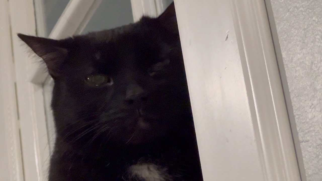 Cat is always watching - YouTube