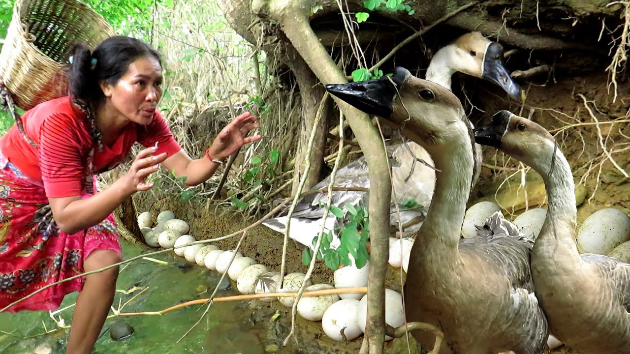 Women chase geese and collect eggs in the middle of a small stream ...