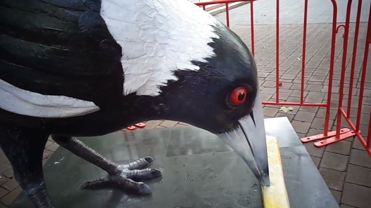 Big Swoop Magpie Statue @ Garema Place, Canberra 2022. - YouTube
