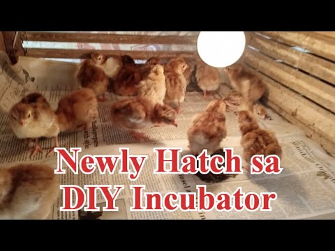Newly Hatch na mga Sisiw at Update sa Rhode Island Red || Chicken ...