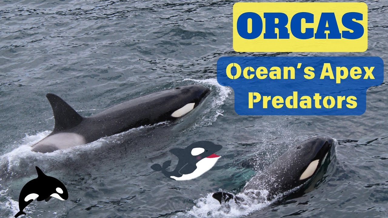 Orcas The Killer Whale,Ocean’s Ultimate Apex Predators 🌊🐋 - YouTube