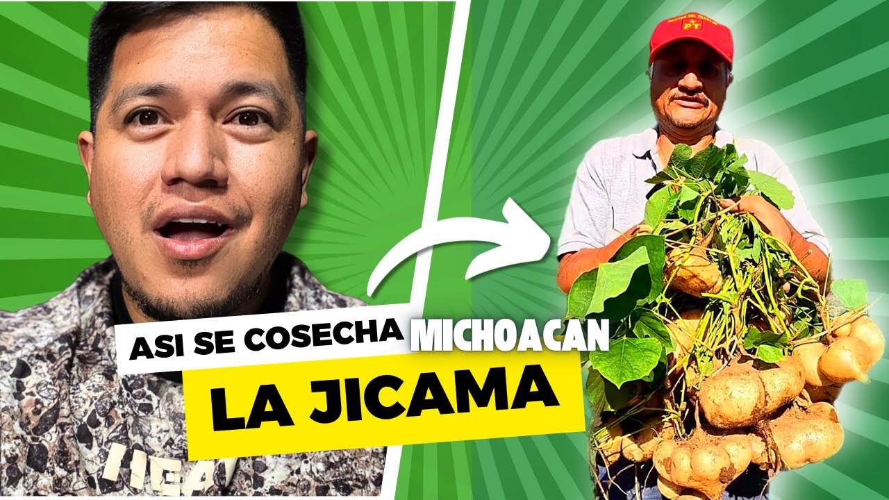 LAS JICAMAS MÁS DULCES DEL MUNDO | La Zauda, Michoacán #jicamas # ...