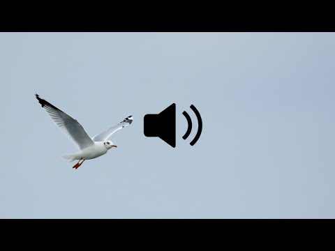 1 Hour Loop of Seagull Cry Close - Relaxing Sound Effect - YouTube