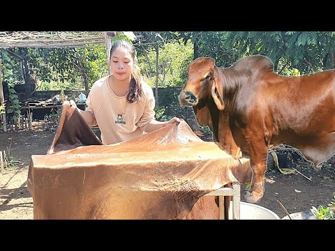 Beef skin, delicious food for cooking today - YouTube