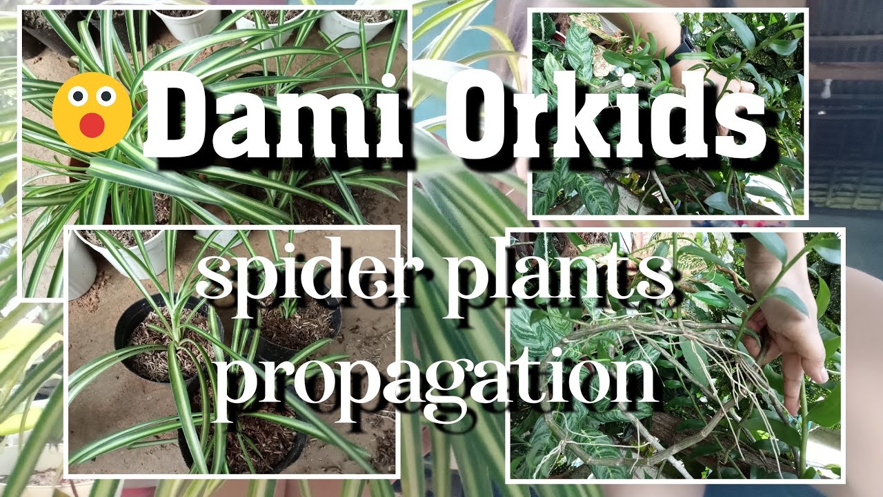 HOW TO PROPA SPIDER PLANTS / DAMI PANG PROPAGATE NA ORKIDS ...