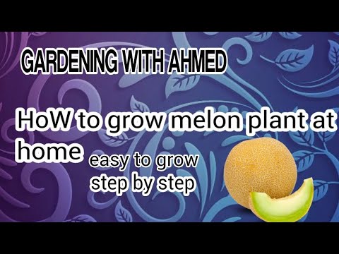 How to grow melon plant at home easy step by step #kitchengardening # ...
