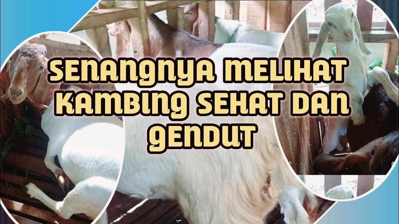 Senangnya melihat kambing sehat dan gemuk || Mari mulai berternak ...