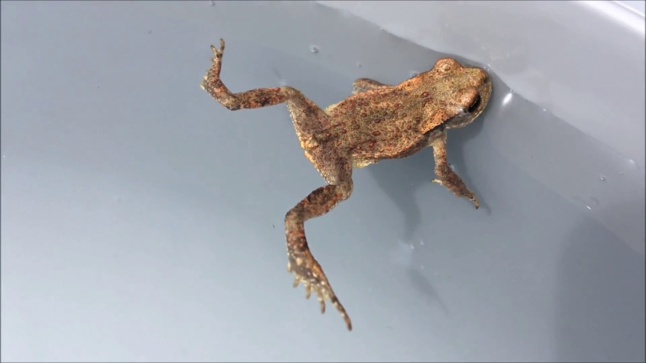 Pluie de grenouilles - YouTube