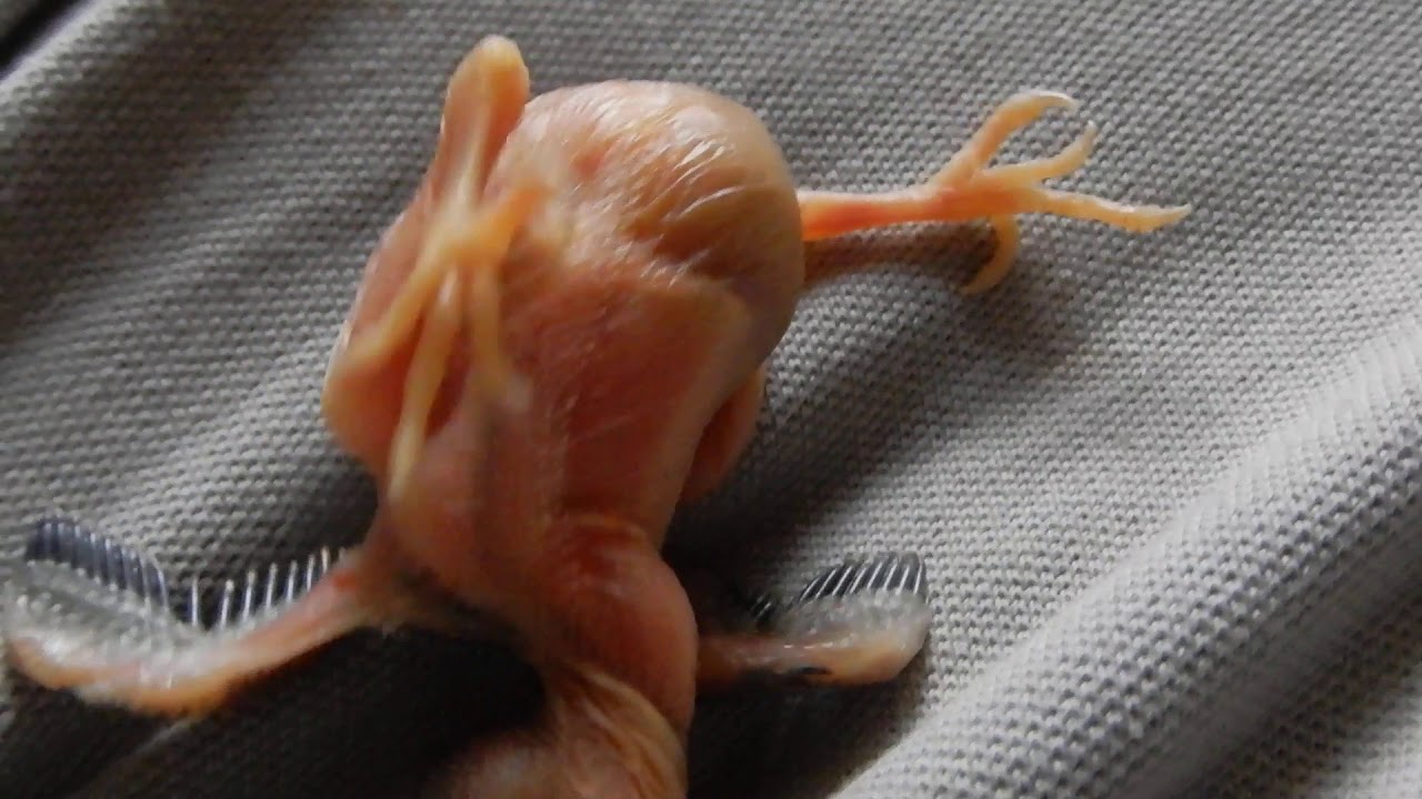 DSCN5624 SERCE YAVRUSU KUS 2 - YouTube