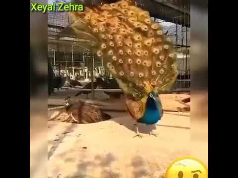 Yeni Status WhatsApp ucun video 2020