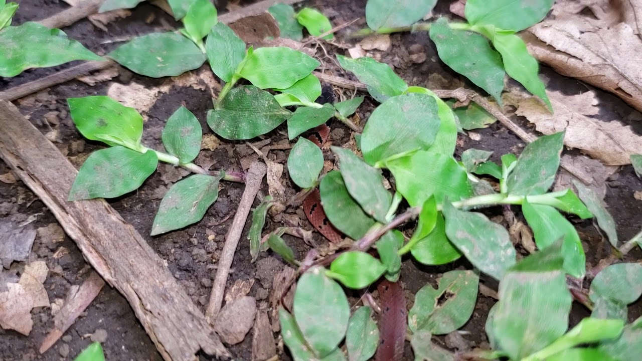 Ninia maculata Costa Rica Snake - YouTube