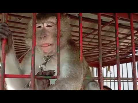SUASANA PAGI HARI KANDANG PRIMATA BEKASI BERSAMA SAHABATKU BASTIAN ...