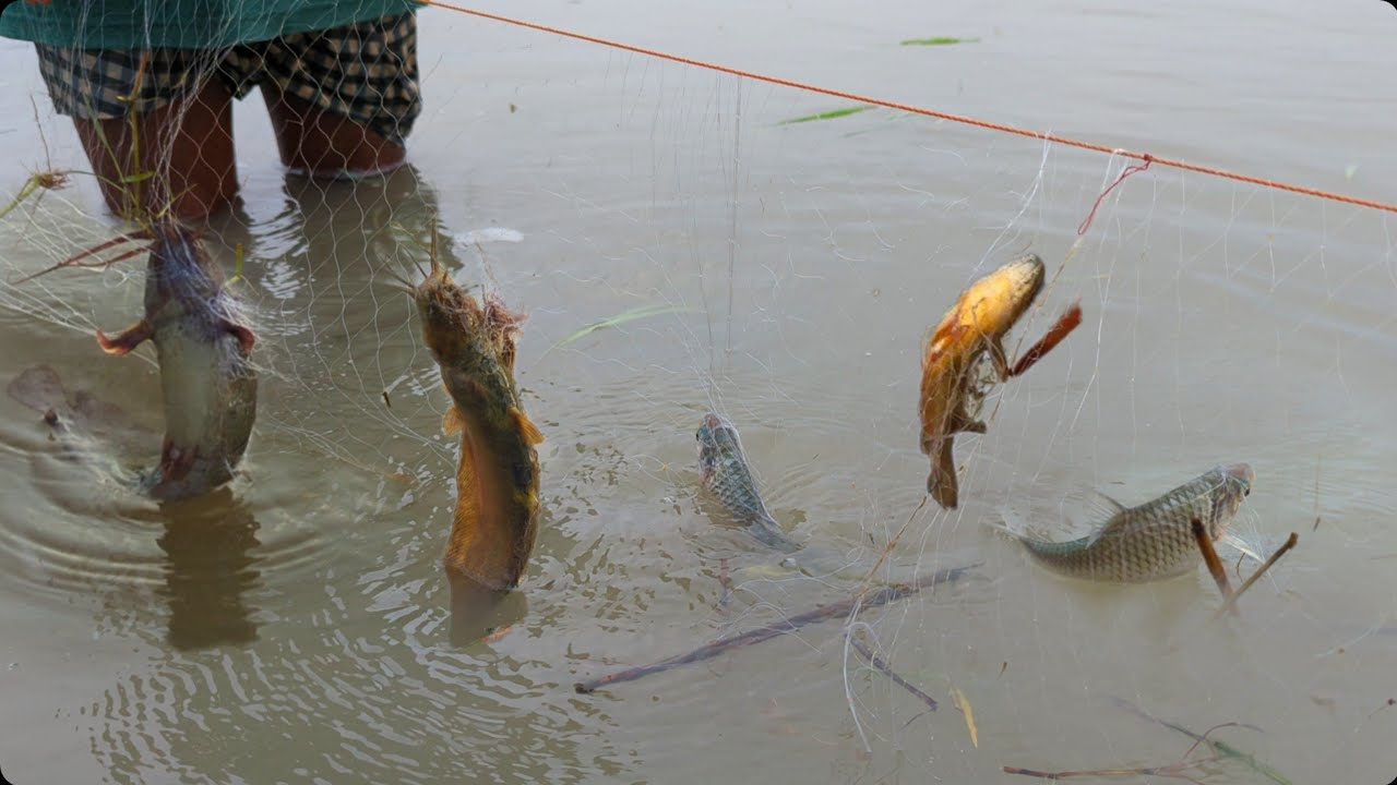 Amazing Current Net Fishing | Best Gill Net Fish Trap Techniques ...