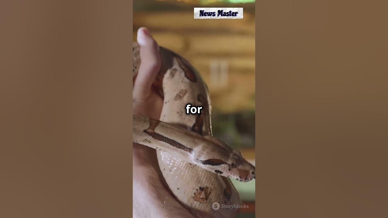 Massive 13-Foot Burmese Python Rescued from New York Home! | Shocking ...