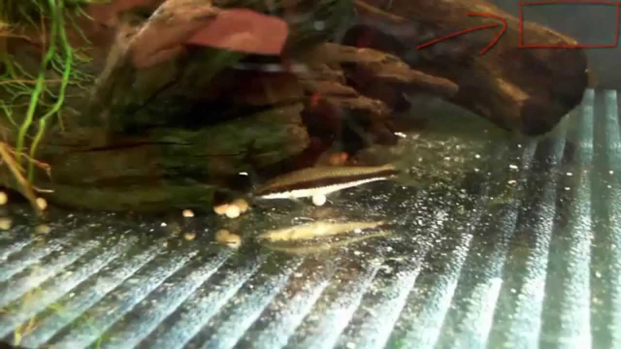 Identifying The Siamese Algae Eater HINTS ON IDENTIFYING SIAMESE ALGAE