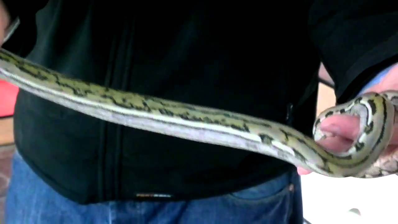 Prehistoric Pets - Reticulated Python Dwarf Genetic Stripe - YouTube