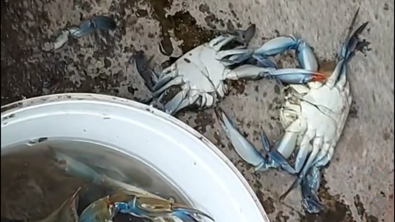 Πως καθαρίζουμε και μαγειρεύουμε τα καβούρια. How to clean and cook ...