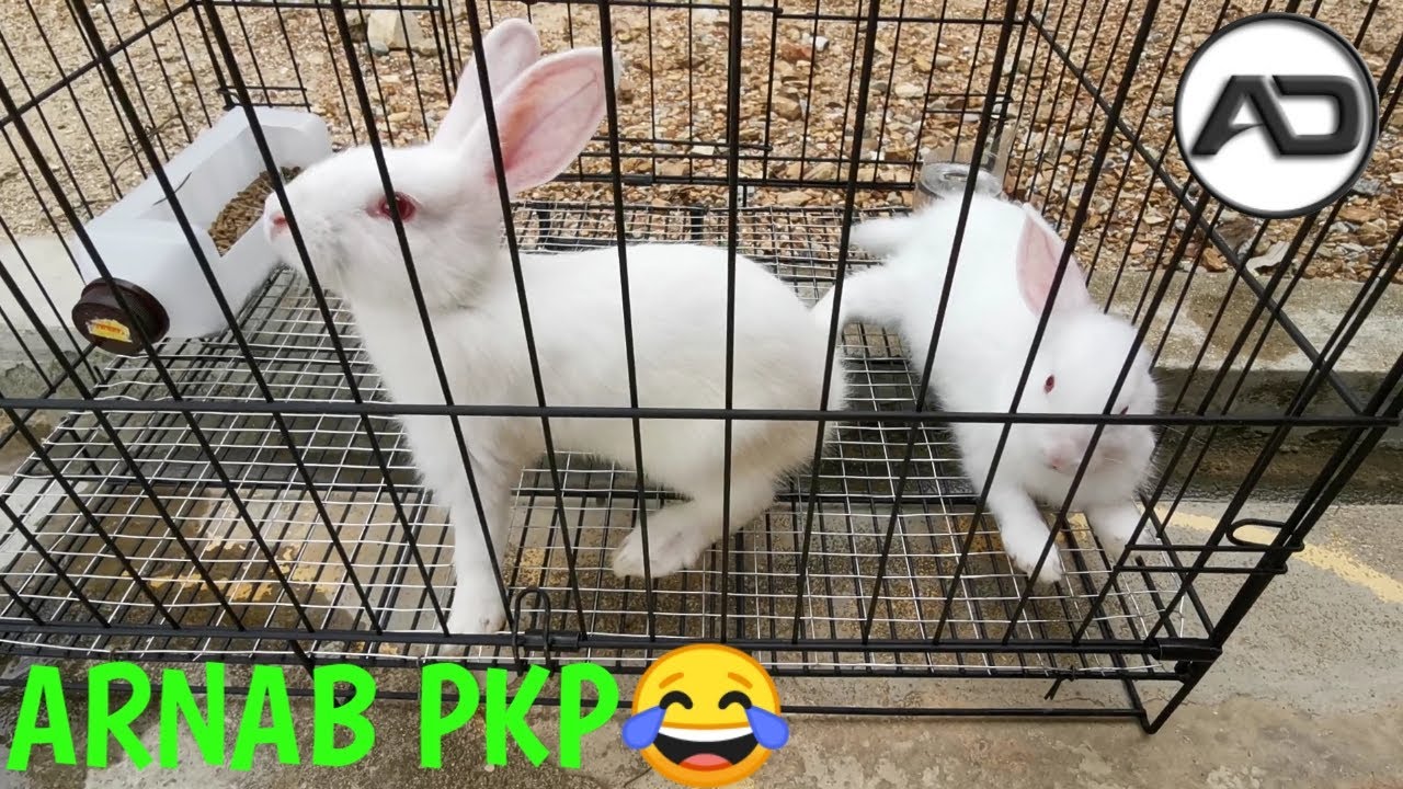 Arnab PKP #arnabcomel#covid19 - YouTube